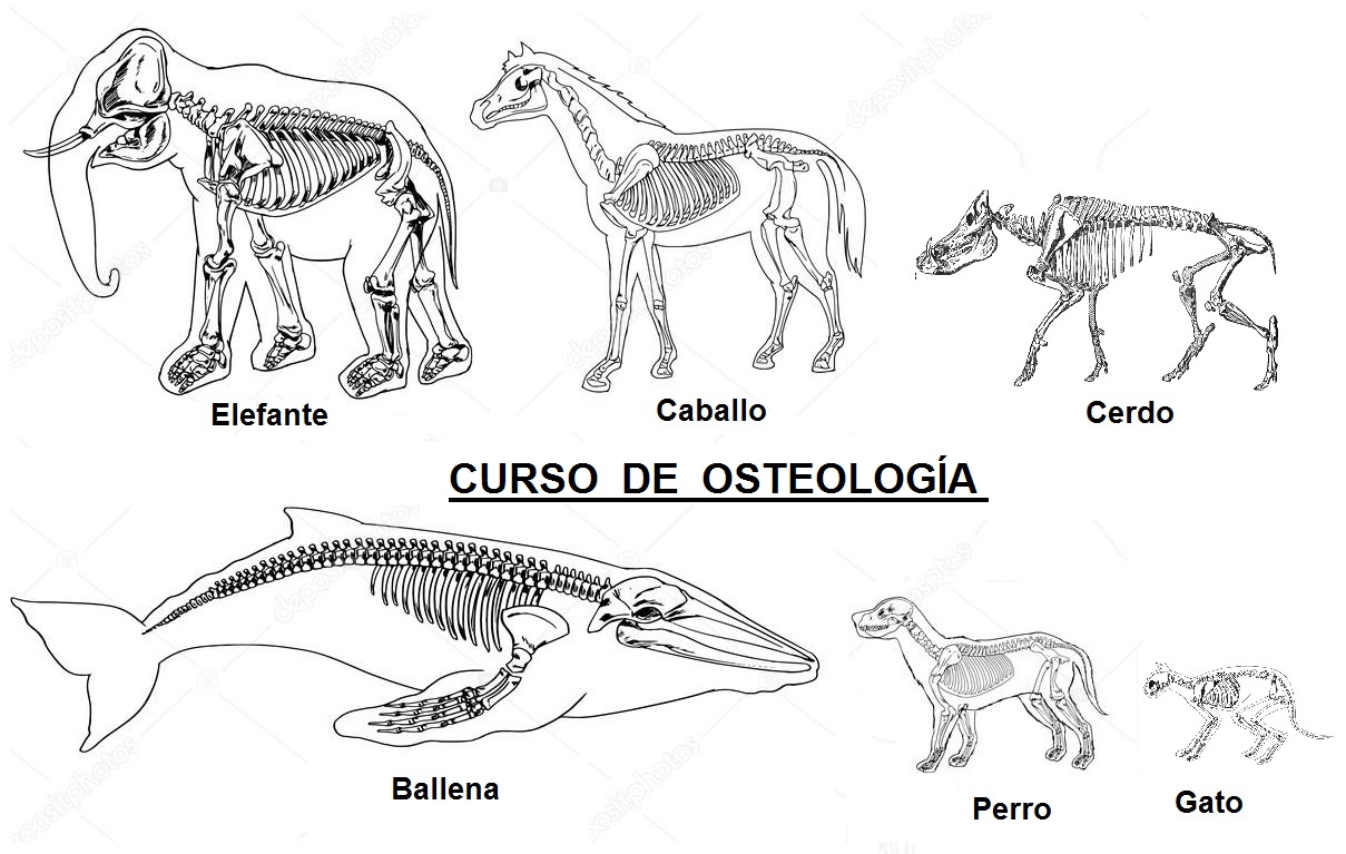 OSTEOLOGIA ANIMAL (HUESOS ANIMALES) - Formación Veterinaria Portacoeli