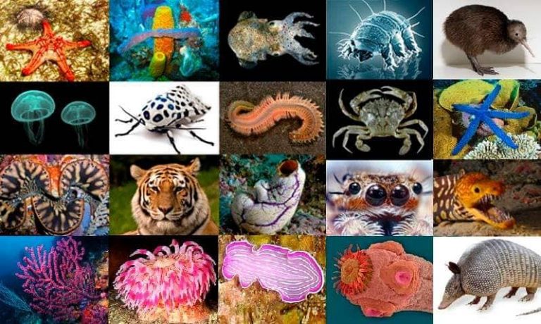 INTRODUCCIÓN A LA ZOOLOGÍA: clasificación e incidencias sanitarias ...